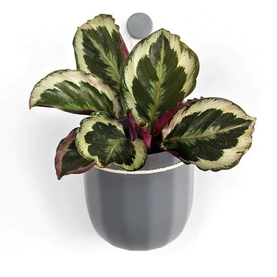 WallyGrow Loop Planters – Celsia Florist