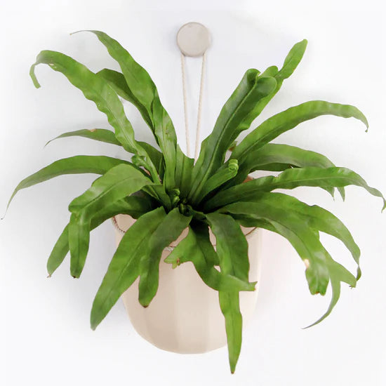 WallyGrow Loop Planters – Celsia Florist