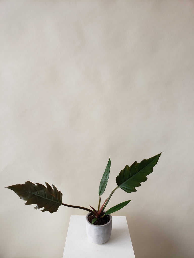 Vancouver Philodendron Birkin - Vancouver Plants Delivery – Celsia Florist
