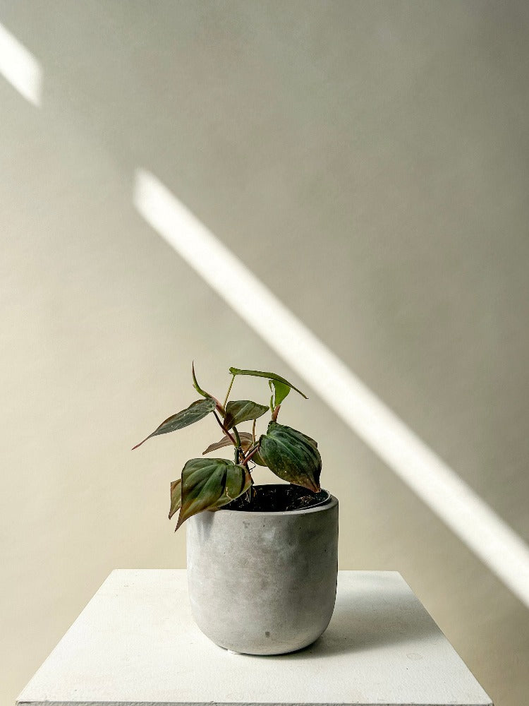 Philodendron Mican Plant – Celsia Florist