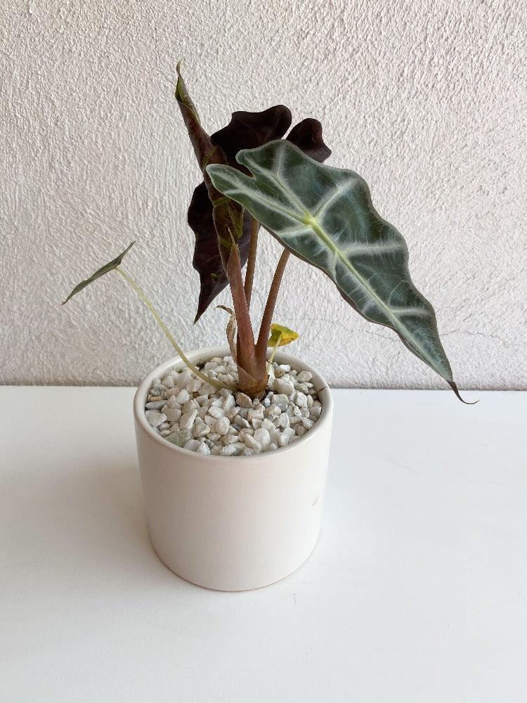 Vancouver African Mask - African Mask Plant - Plants – Celsia Florist
